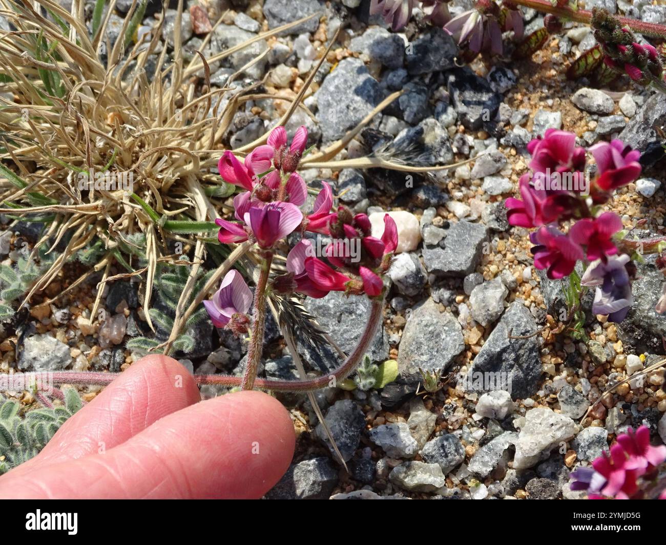 Kloekie Bubblepod (Lessertia diffusa Stock Photo - Alamy