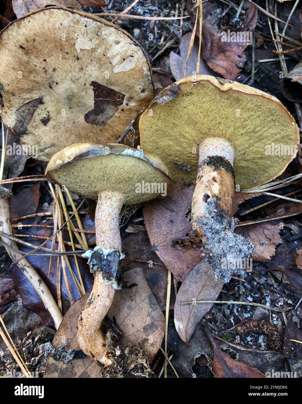 Slippery Jill (Suillus salmonicolor Stock Photo - Alamy