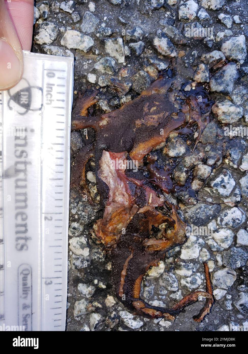 Pacific Newts (Taricha Stock Photo - Alamy