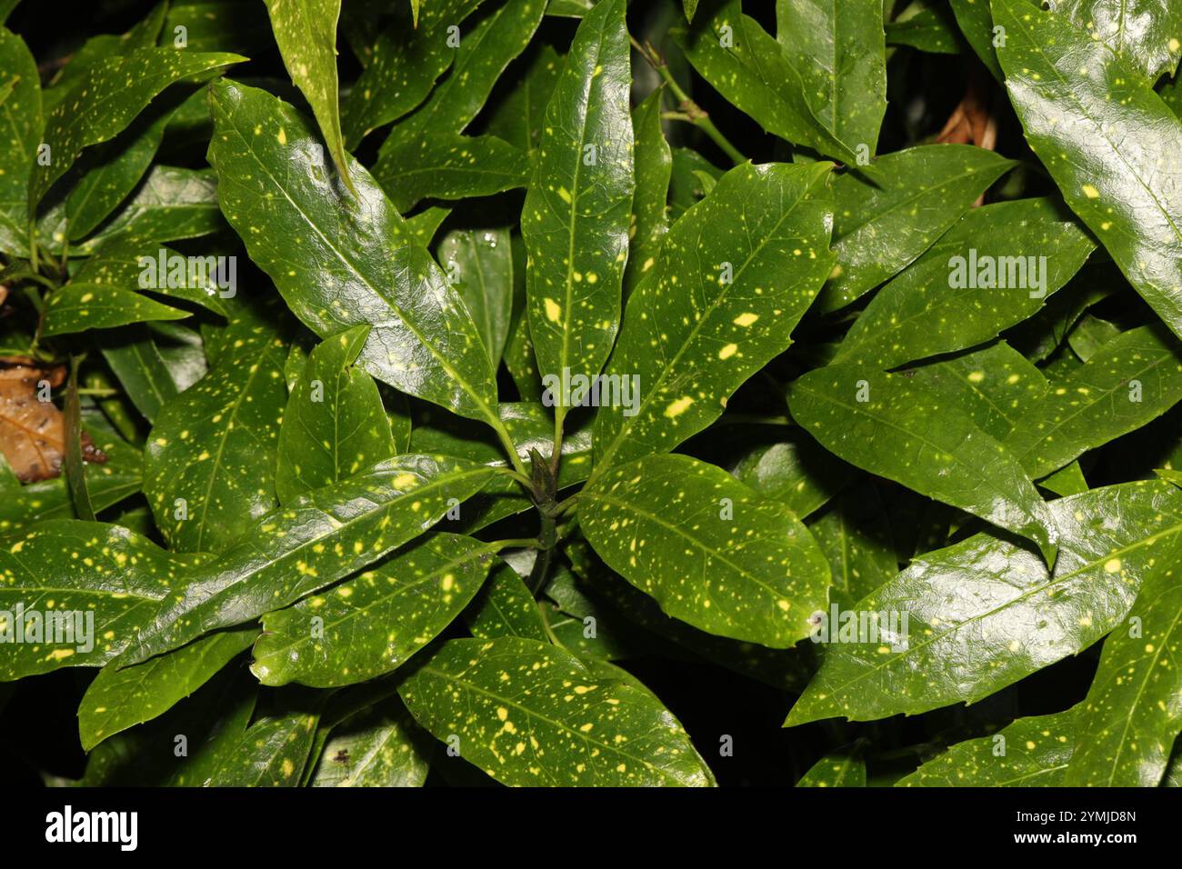 Japanese aucuba (Aucuba japonica Stock Photo - Alamy