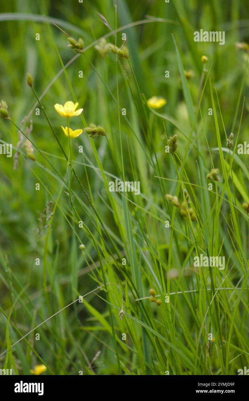 pointed broom sedge (Carex scoparia Stock Photo - Alamy