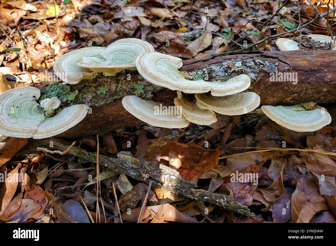 Gilled Polypore (Trametes betulina Stock Photo - Alamy