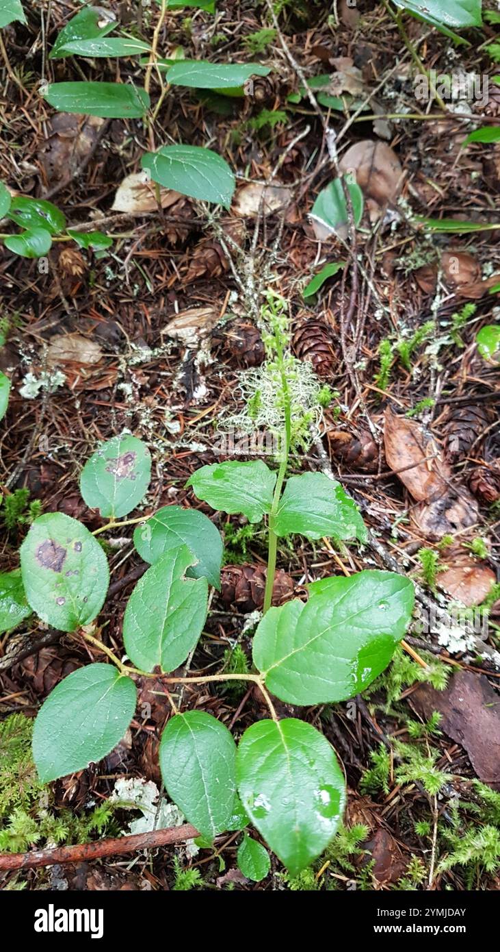 Heartleaf Twayblade (Neottia cordata Stock Photo - Alamy