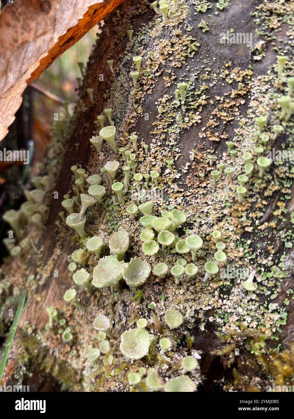Mealy Pixie Cup (Cladonia chlorophaea Stock Photo - Alamy