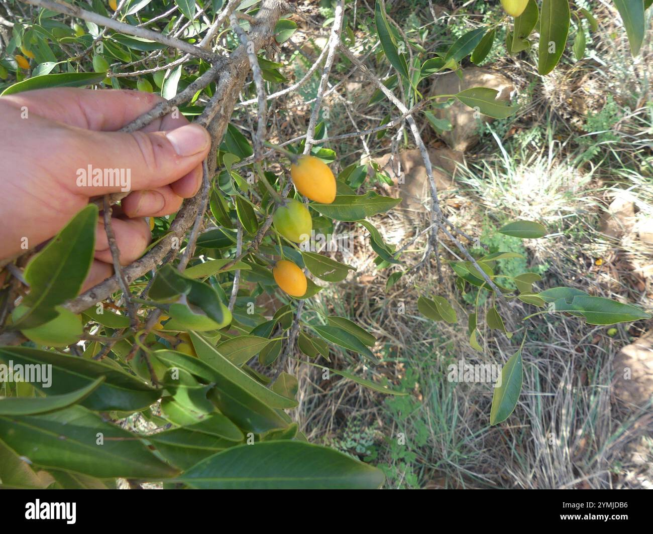 Transvaal Red Milkwood (Mimusops zeyheri Stock Photo - Alamy