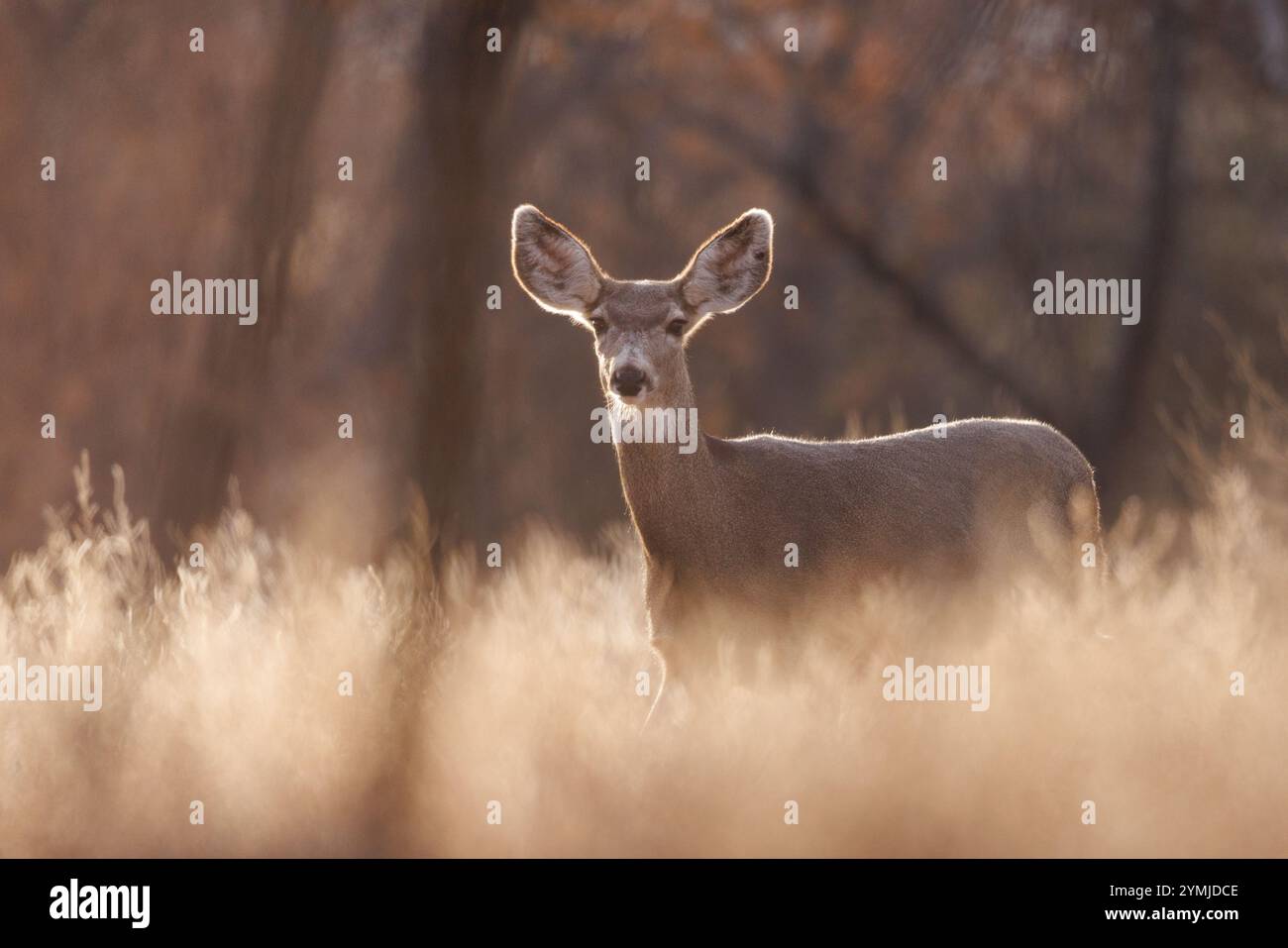 Mule Deer doe, Bosque del Apache National Wildlife Refuge, New Mexico ...