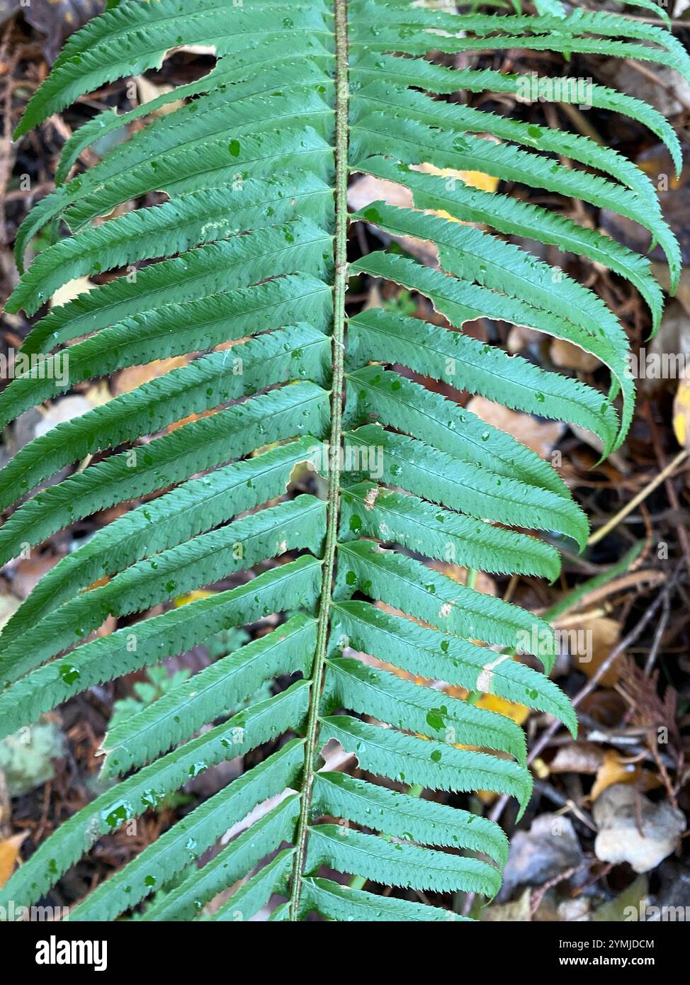 western sword fern (Polystichum munitum Stock Photo - Alamy