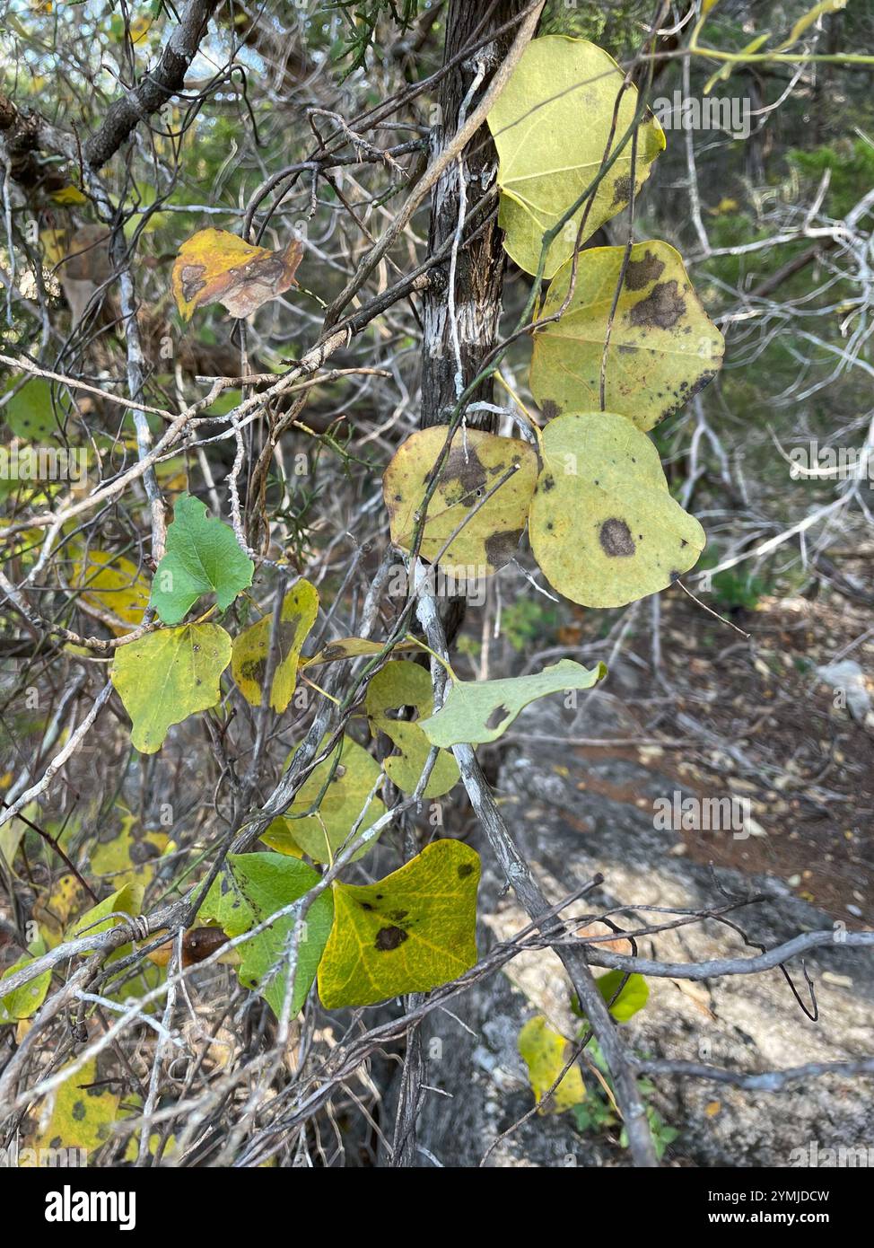 Carolina snailseed (Nephroia carolina Stock Photo - Alamy