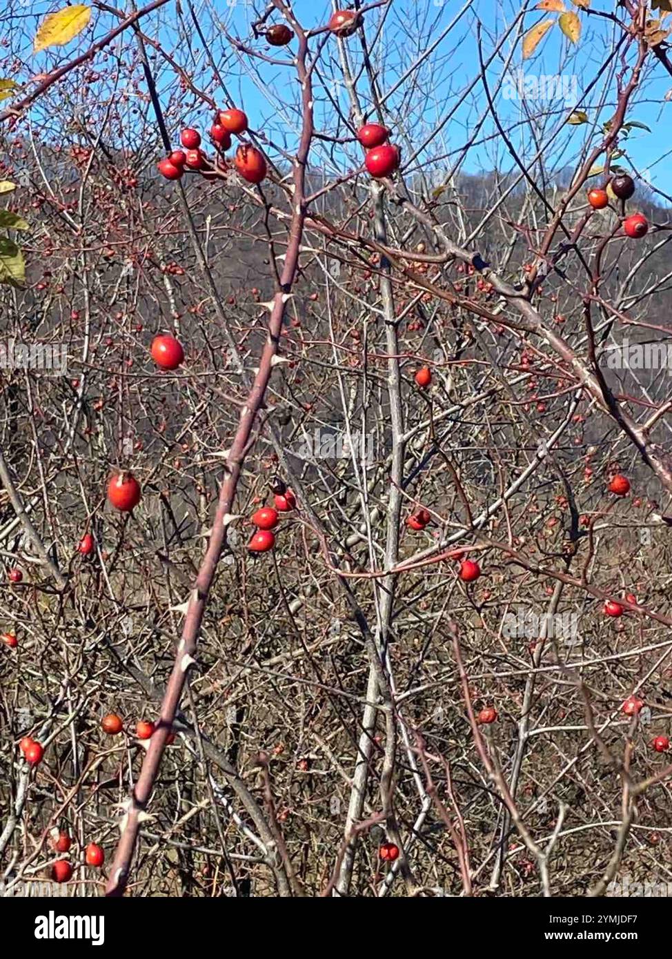 Russian rose (Rosa glabrifolia Stock Photo - Alamy