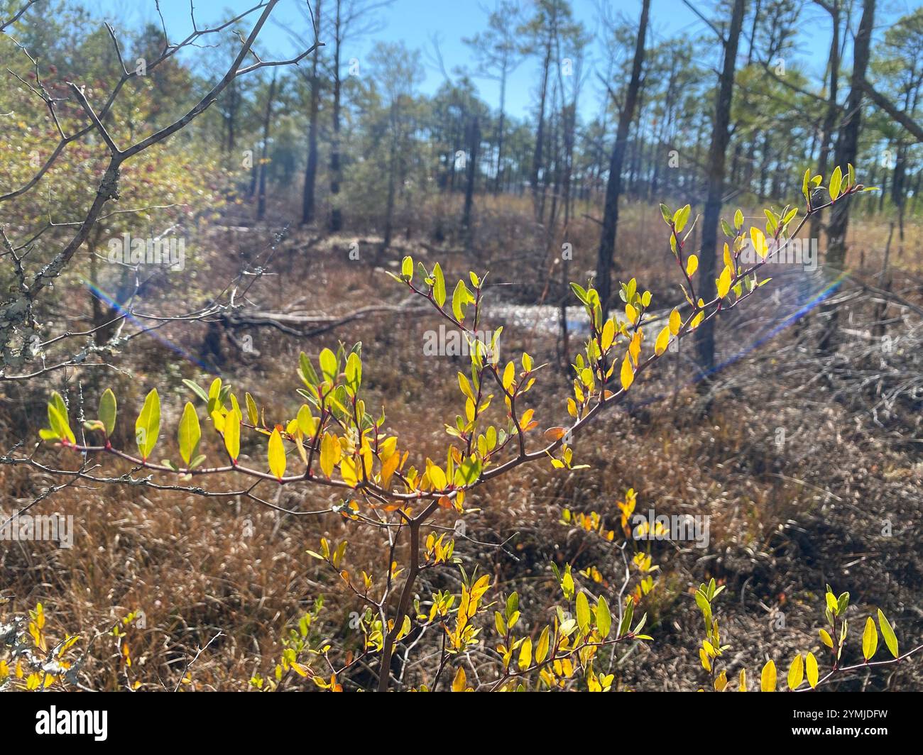 Pondspice (Litsea aestivalis Stock Photo - Alamy