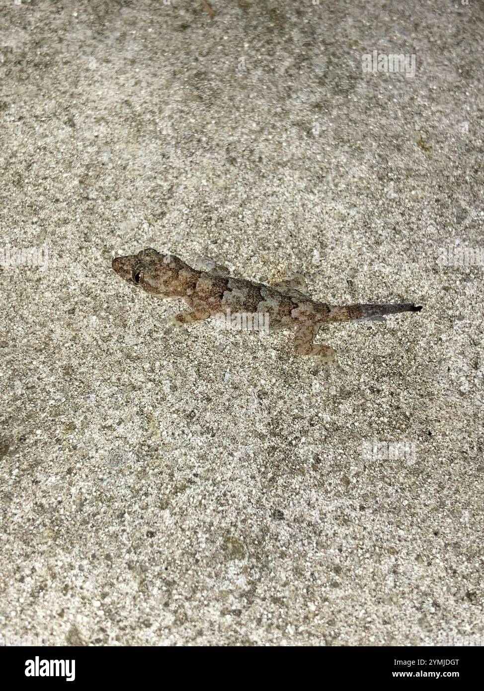 Tropical House Gecko (Hemidactylus mabouia Stock Photo - Alamy