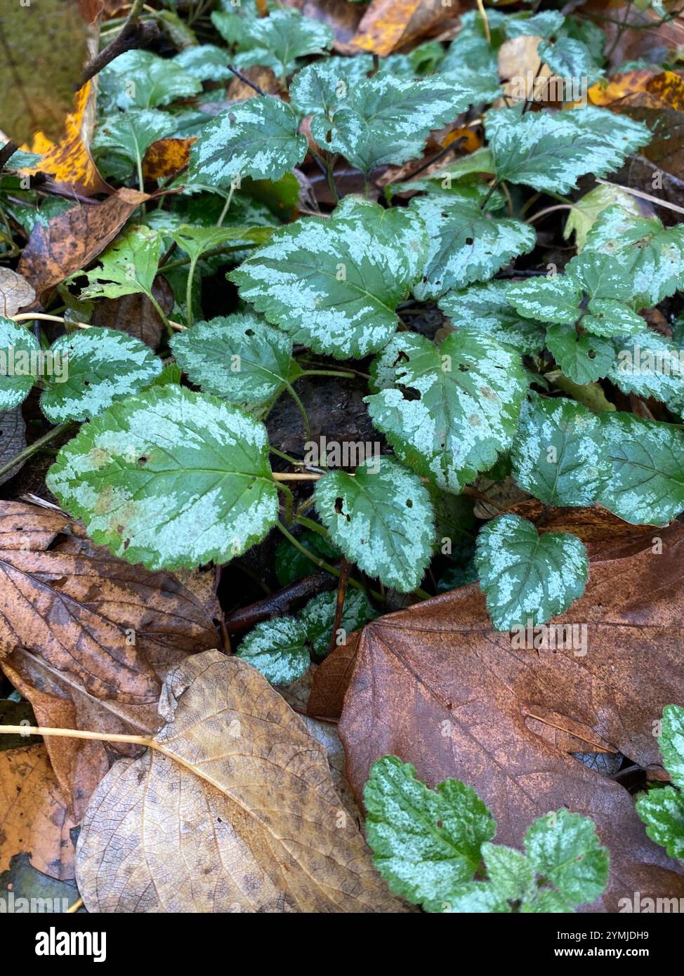 Variegated Yellow Archangel (Lamium galeobdolon argentatum Stock Photo ...
