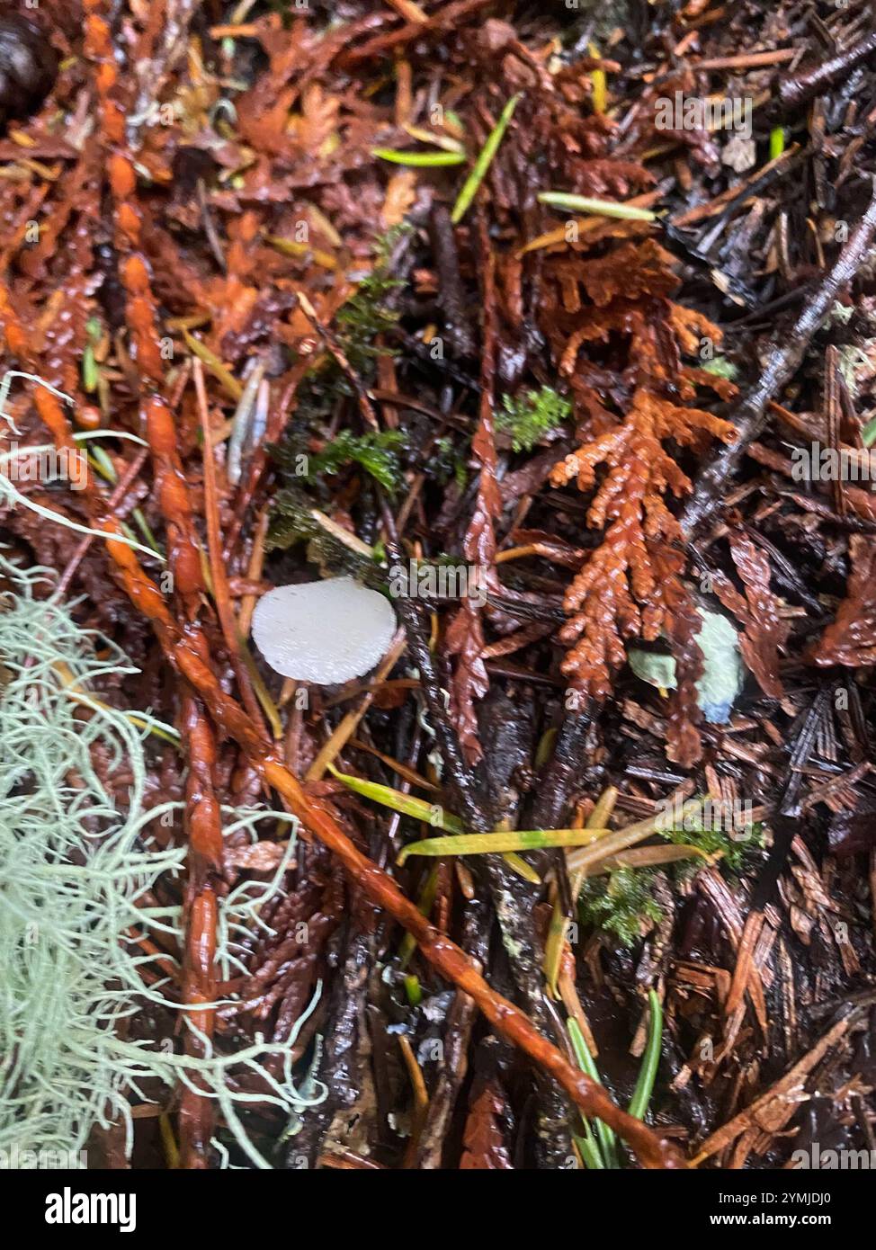 Toothed Jelly Fungus (Pseudohydnum gelatinosum Stock Photo - Alamy