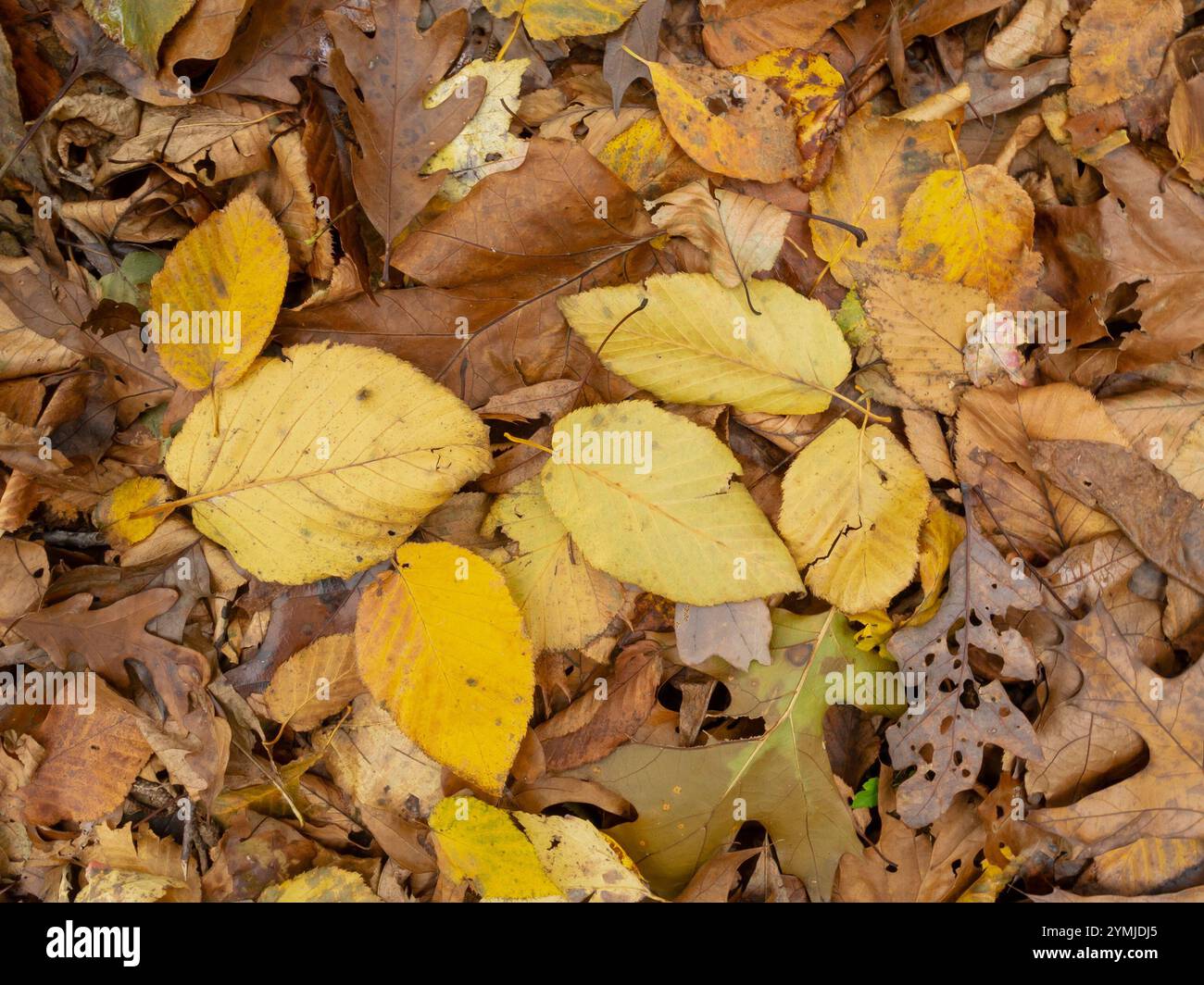 sweet birch (Betula lenta Stock Photo - Alamy