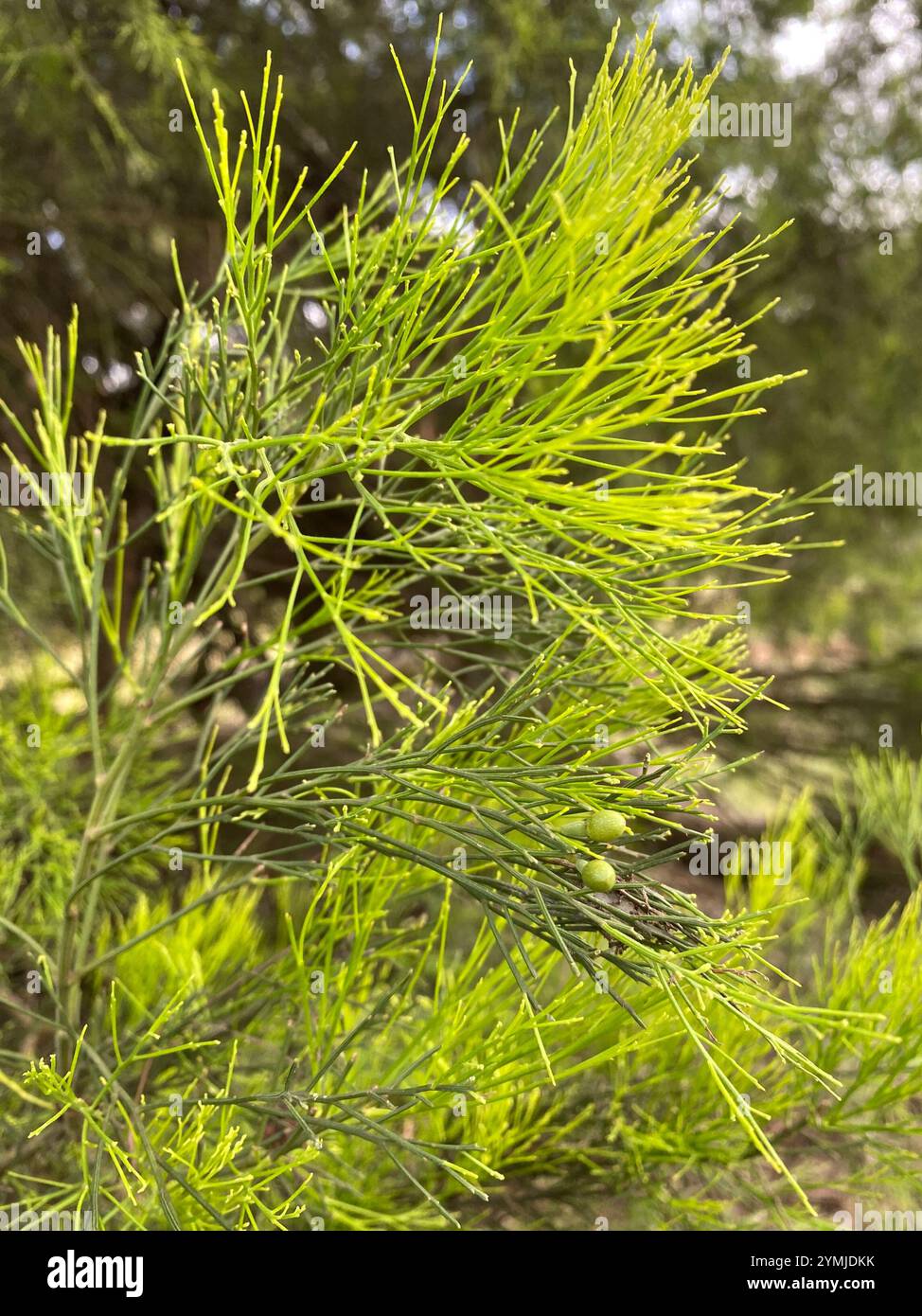 Cherry Ballart (Exocarpos cupressiformis Stock Photo - Alamy