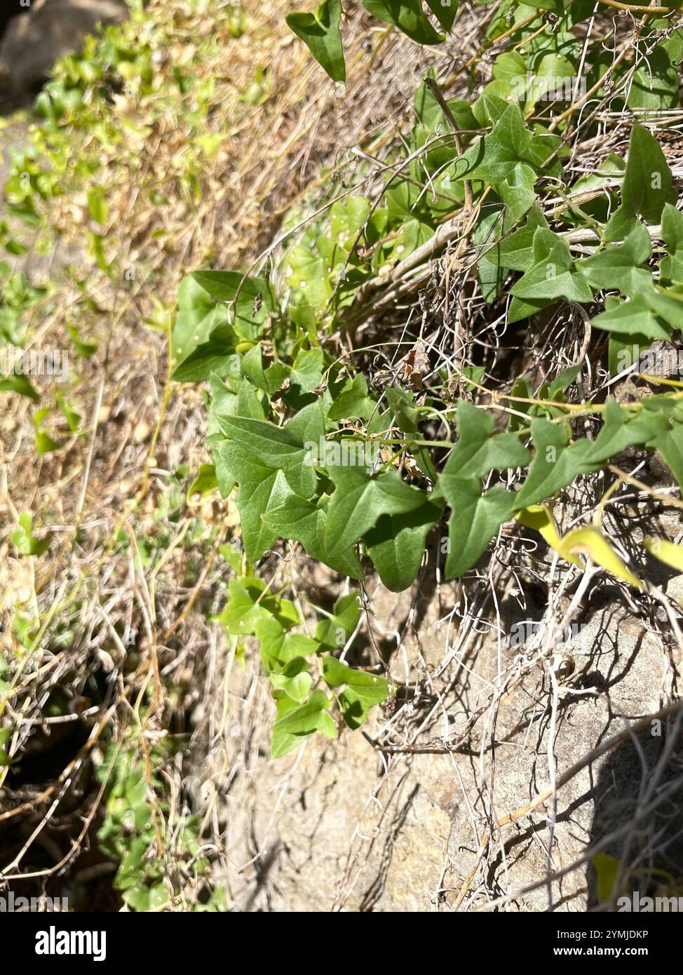 Snapdragon Vine (Maurandella antirrhiniflora Stock Photo - Alamy
