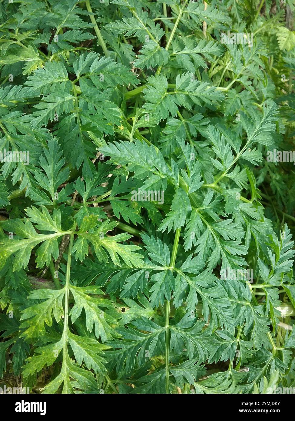 poison hemlock (Conium maculatum Stock Photo - Alamy