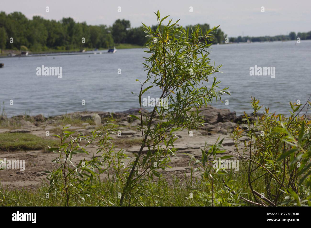 interior sandbar willow (Salix interior Stock Photo - Alamy