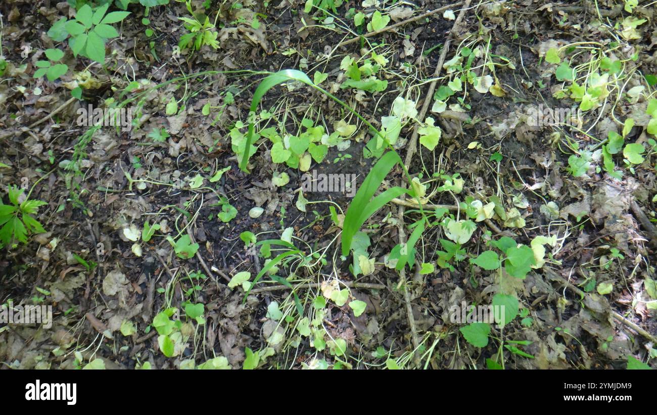 Wood Millet (Milium effusum Stock Photo - Alamy