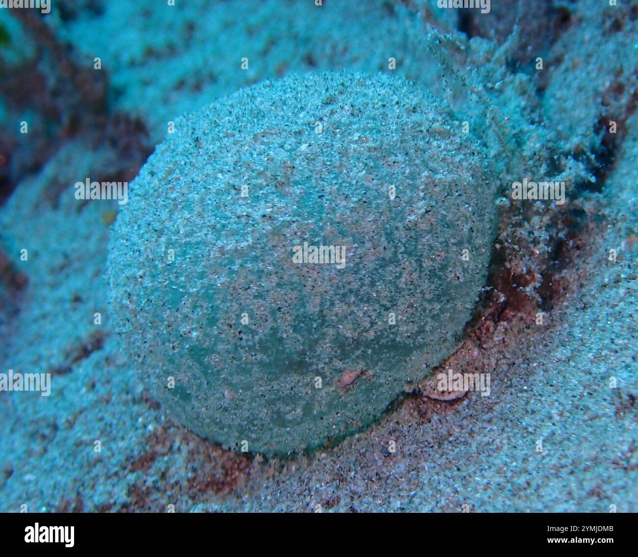 Valonia ventricosa hi-res stock photography and images - Alamy