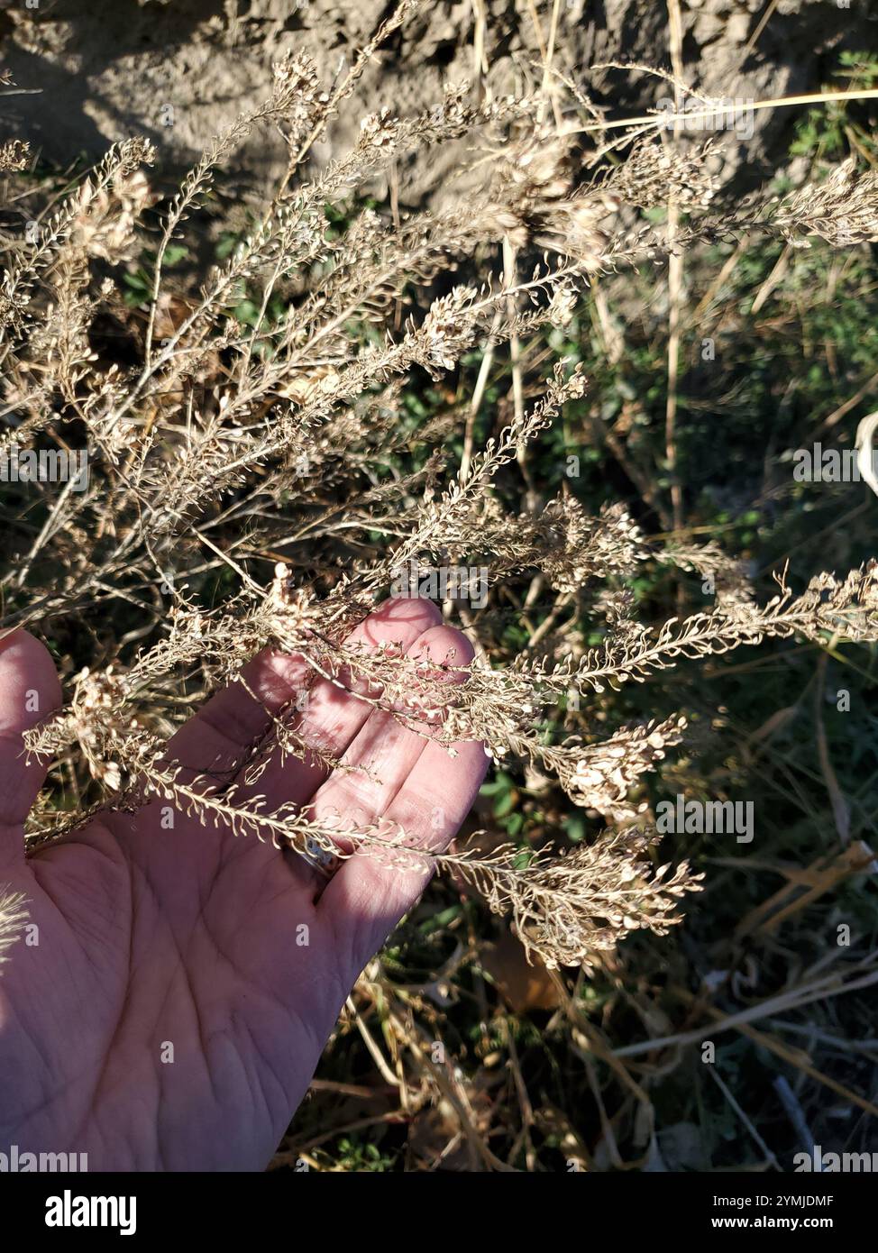 Common Peppergrass (Lepidium densiflorum Stock Photo - Alamy