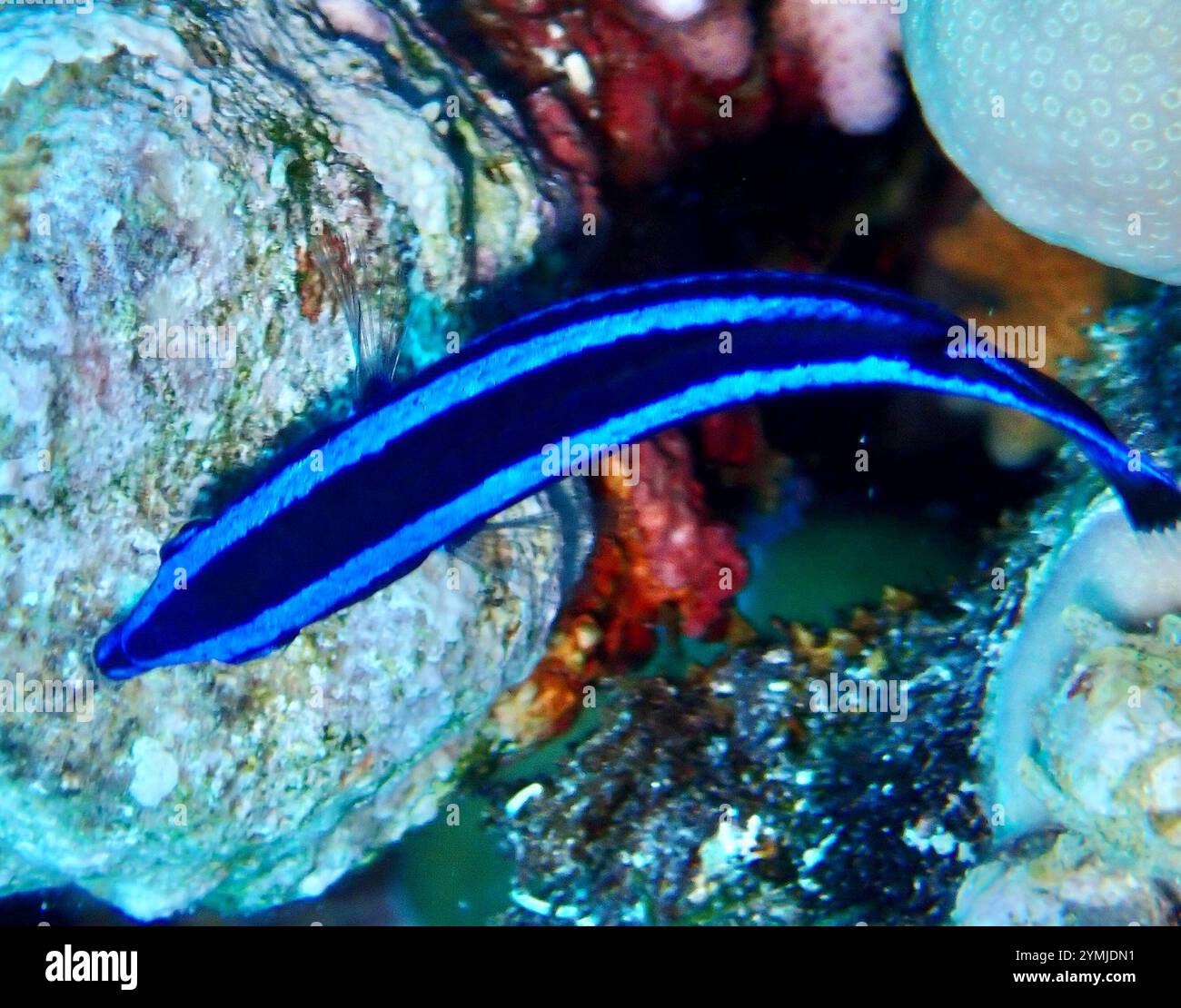 Fourline Wrasse (Larabicus quadrilineatus Stock Photo - Alamy