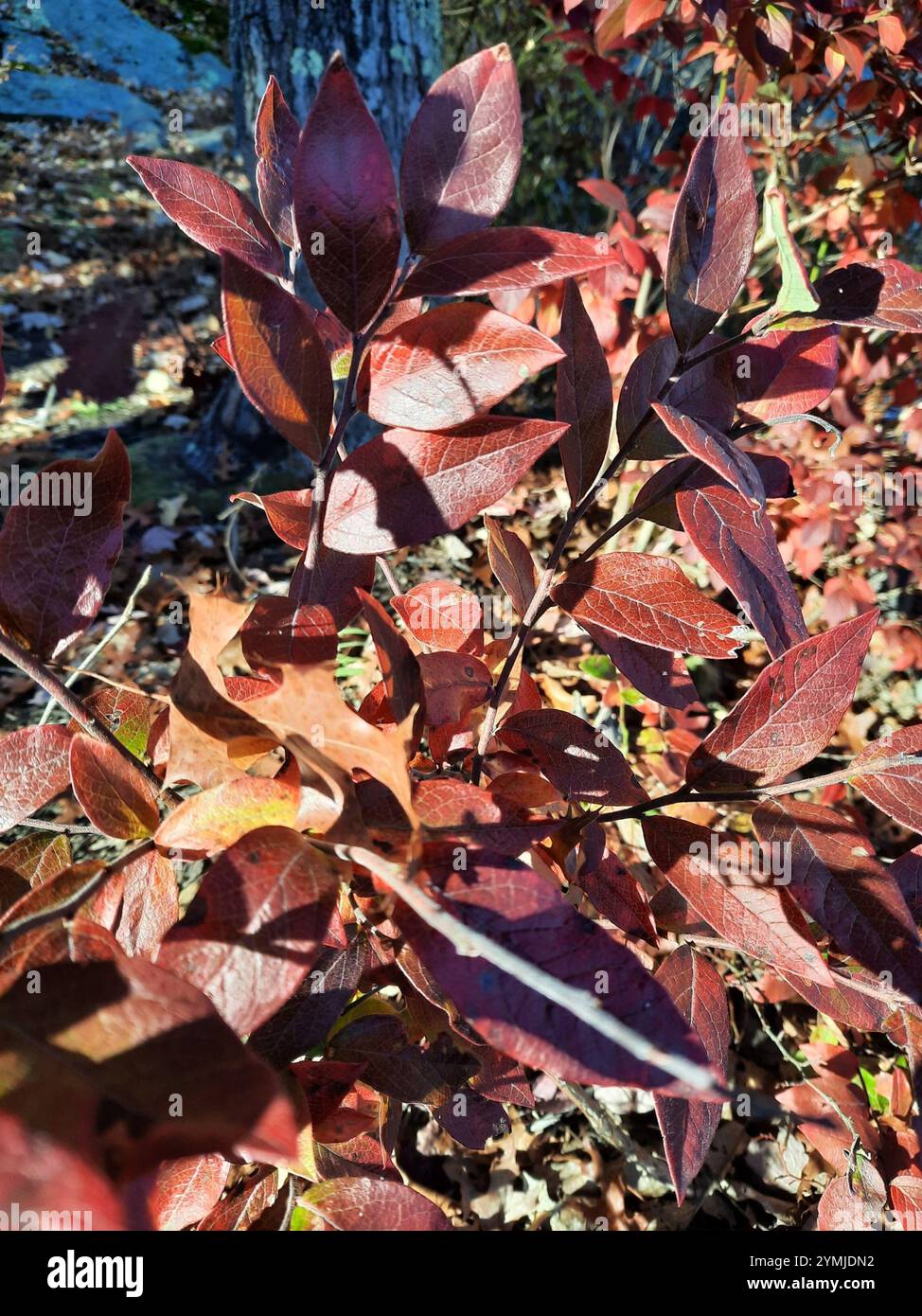 Northern highbush blueberry (Vaccinium corymbosum Stock Photo - Alamy