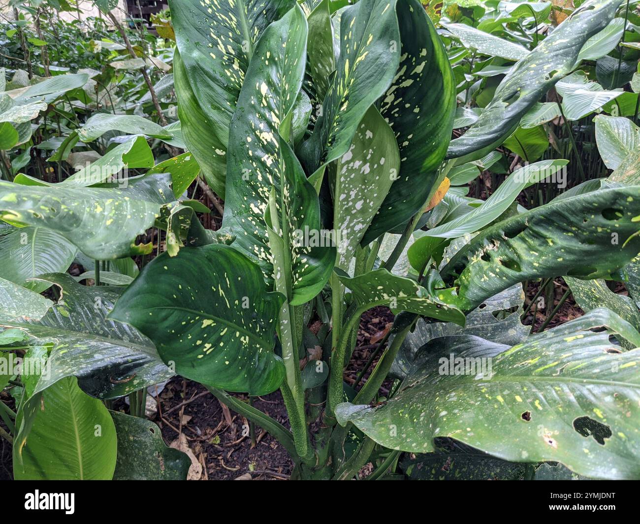 dumb canes (Dieffenbachia Stock Photo - Alamy