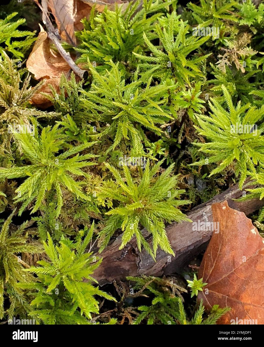 American Tree Moss (Climacium americanum Stock Photo - Alamy