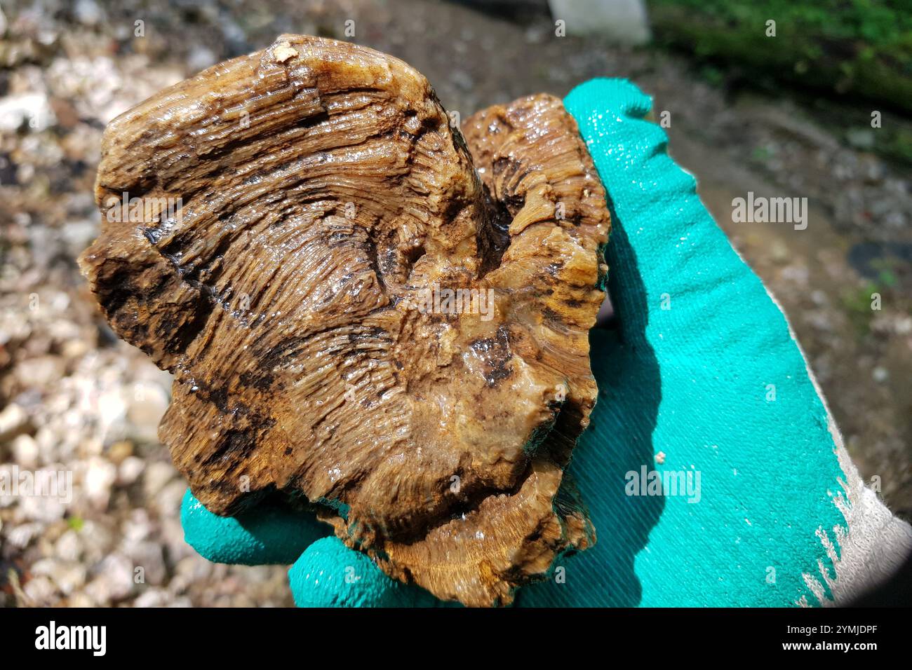 Large specimen of chert-substituted fossil sponge Chaetetes at the site ...