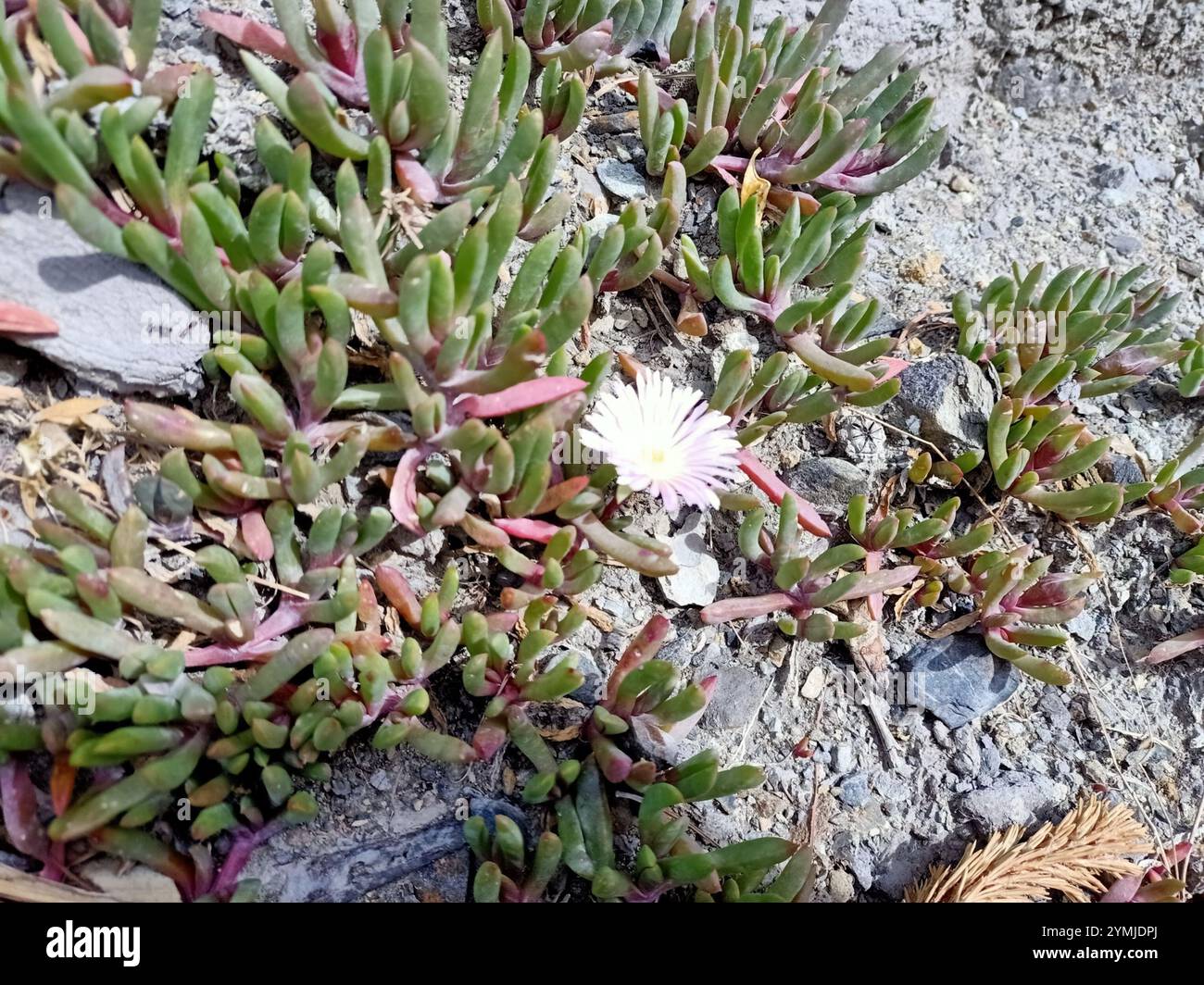 New Zealand Ice Plant (Disphyma australe Stock Photo - Alamy