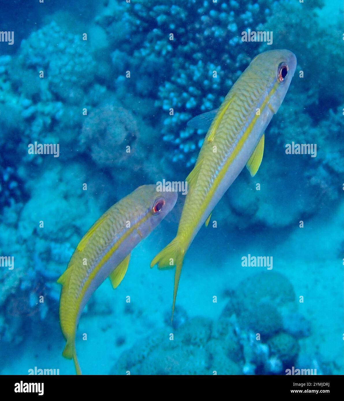 Yellowfin Goatfish (Mulloidichthys vanicolensis Stock Photo - Alamy