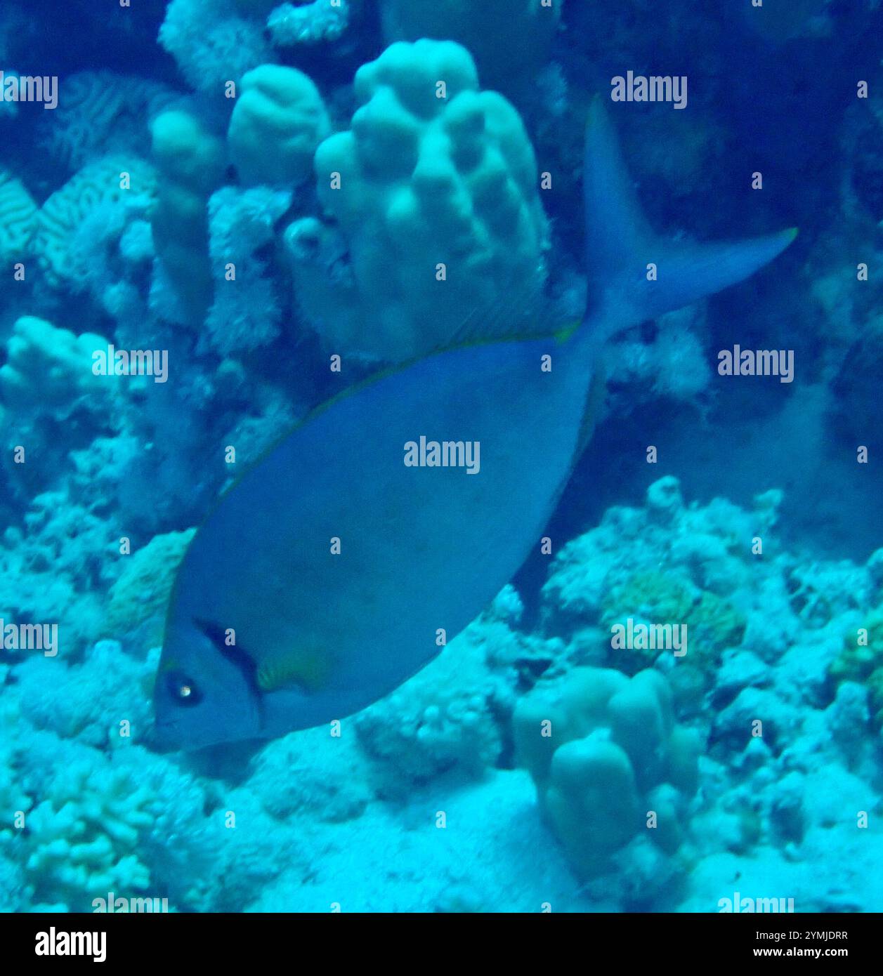 Forktail rabbitfish hi-res stock photography and images - Alamy