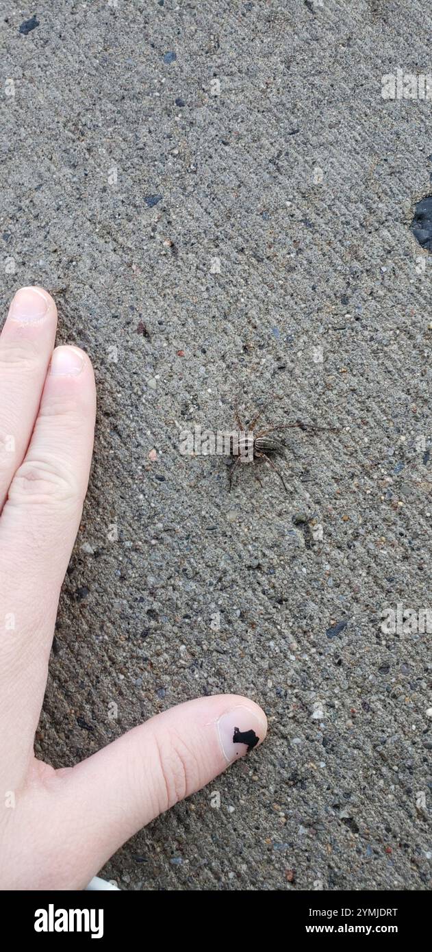 Grass Spiders (Agelenopsis Stock Photo - Alamy