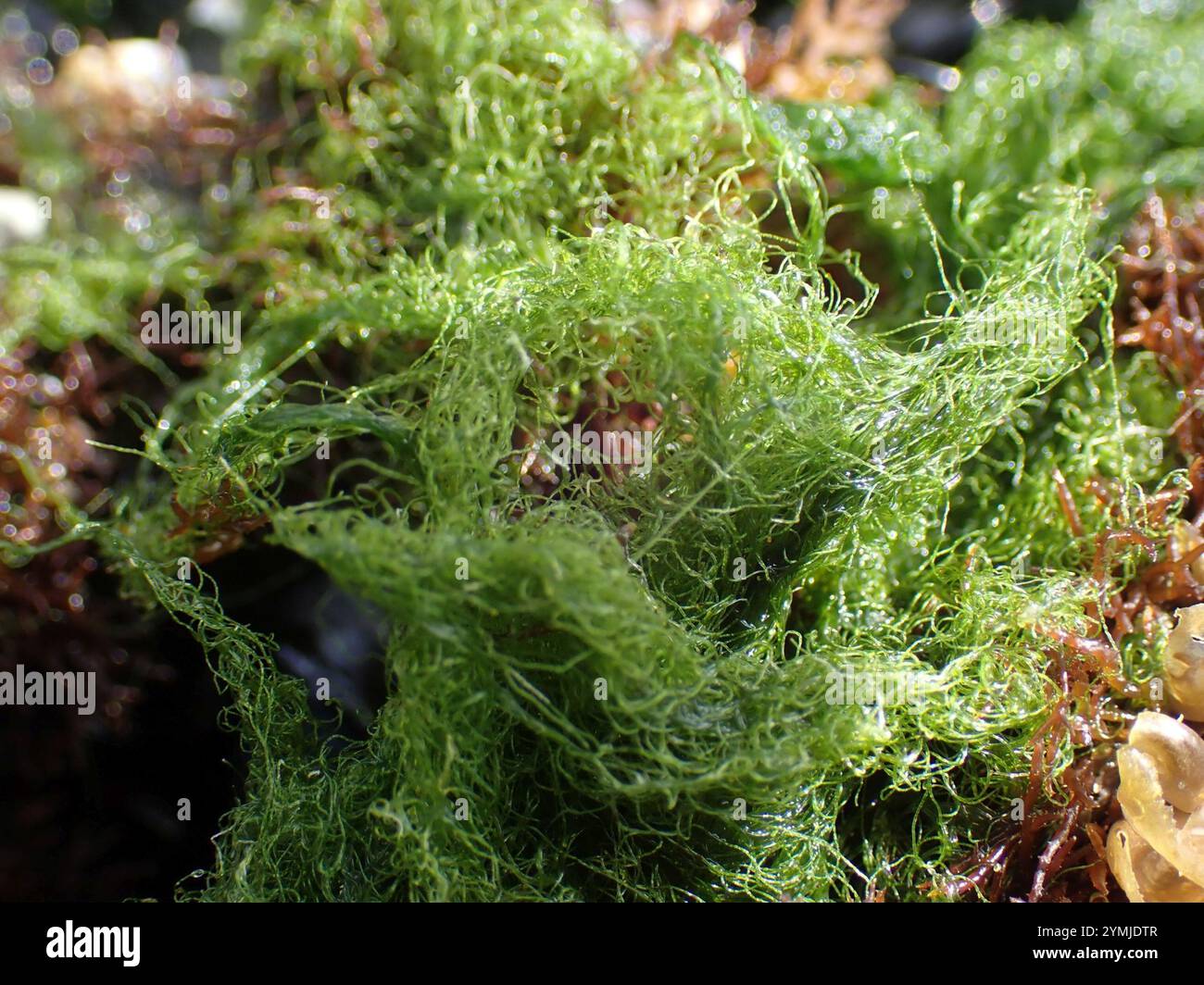 green algae (Chlorophyta Stock Photo - Alamy