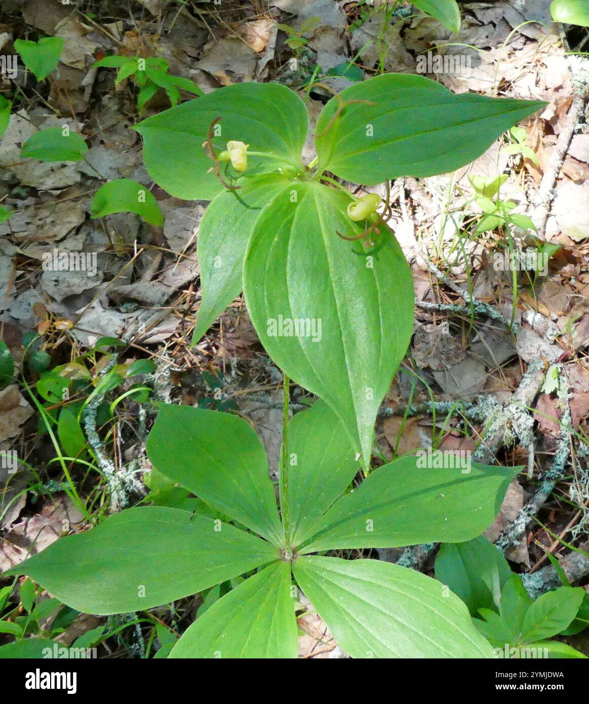 Cucumber Root (Medeola virginiana Stock Photo - Alamy