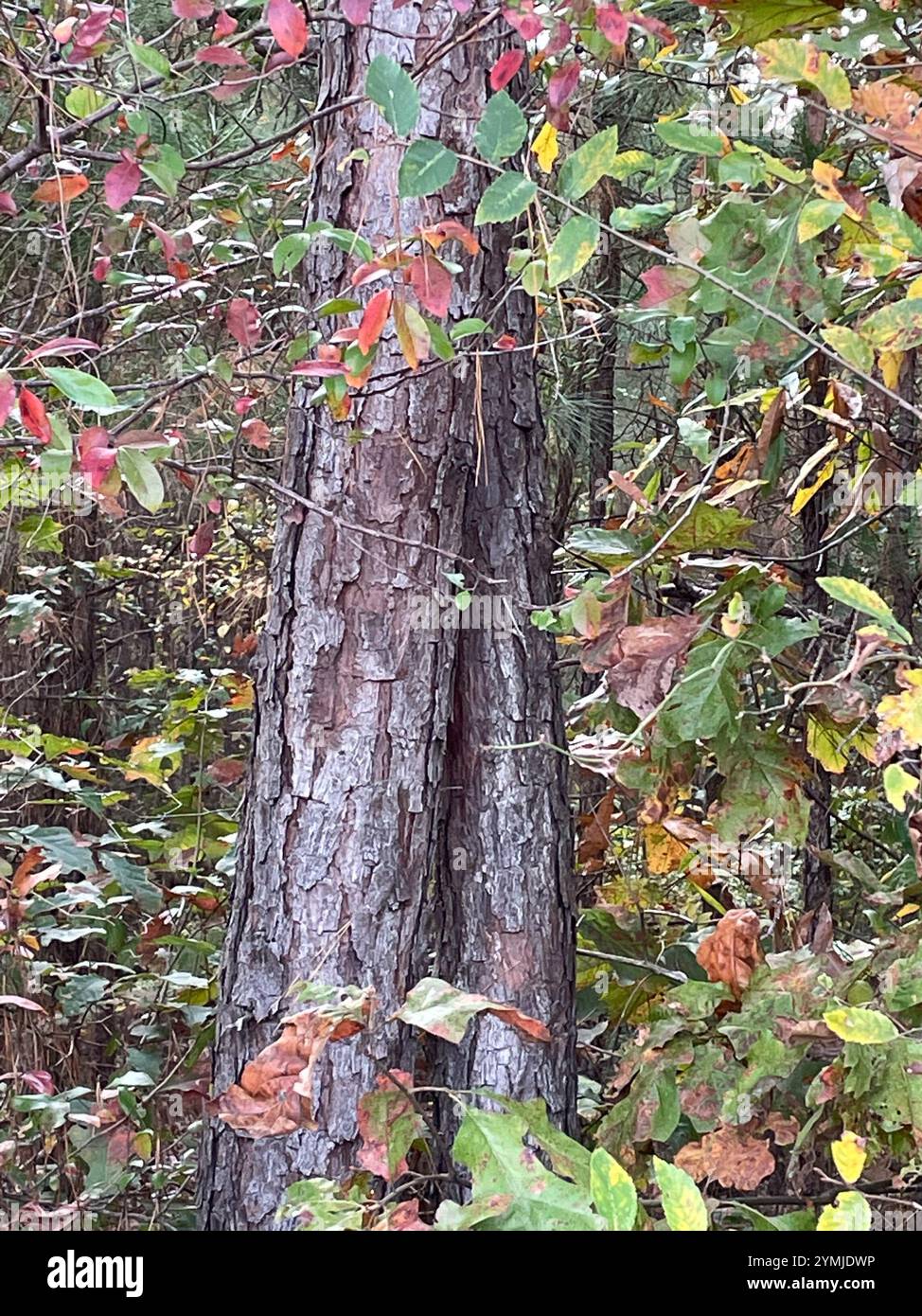loblolly pine (Pinus taeda Stock Photo - Alamy
