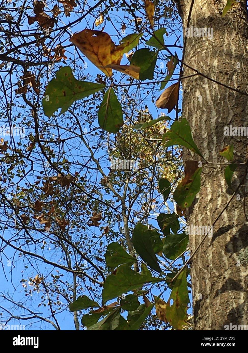 water oak (Quercus nigra Stock Photo - Alamy