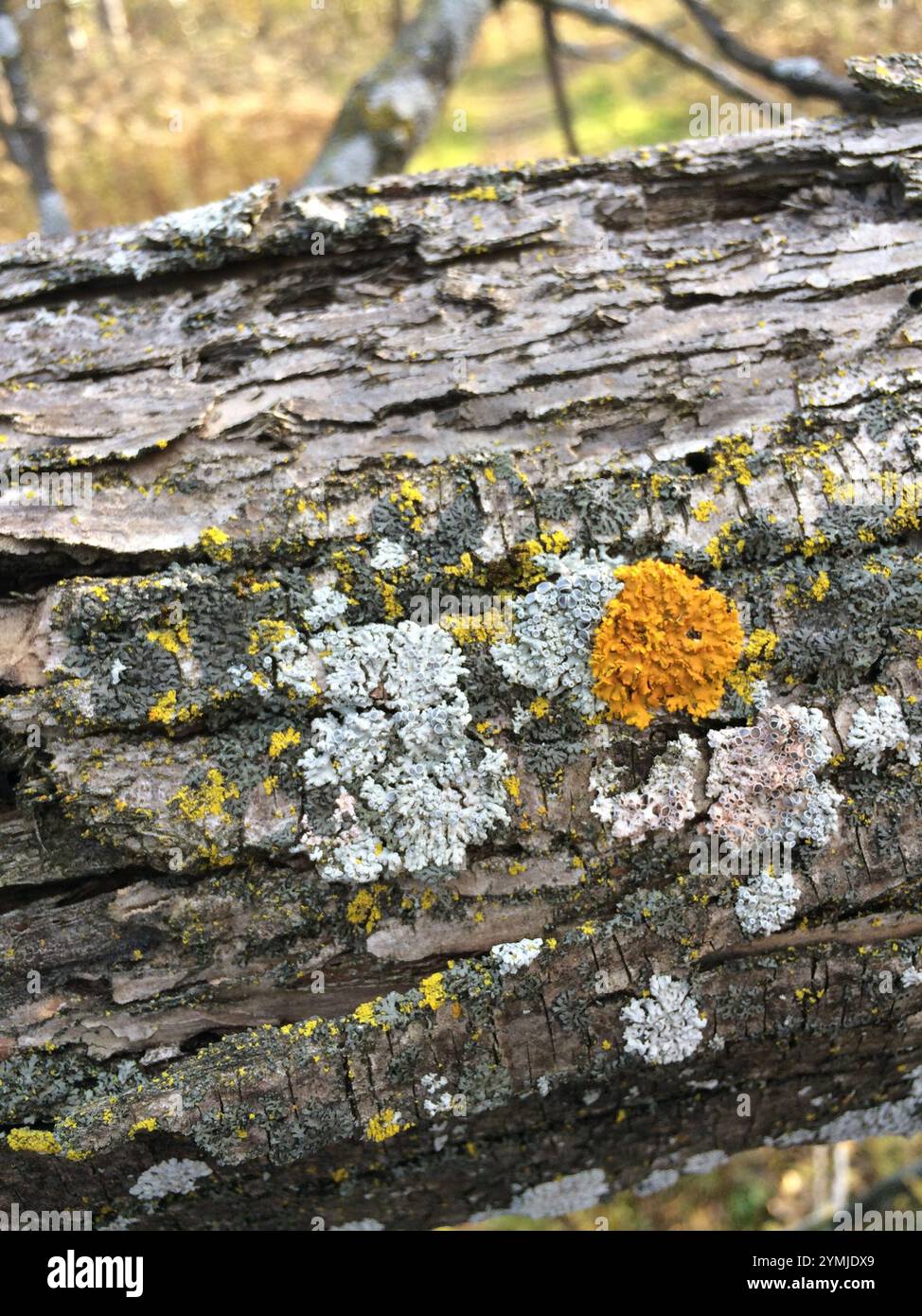 Hooded Sunburst Lichen (Xanthomendoza fallax Stock Photo - Alamy