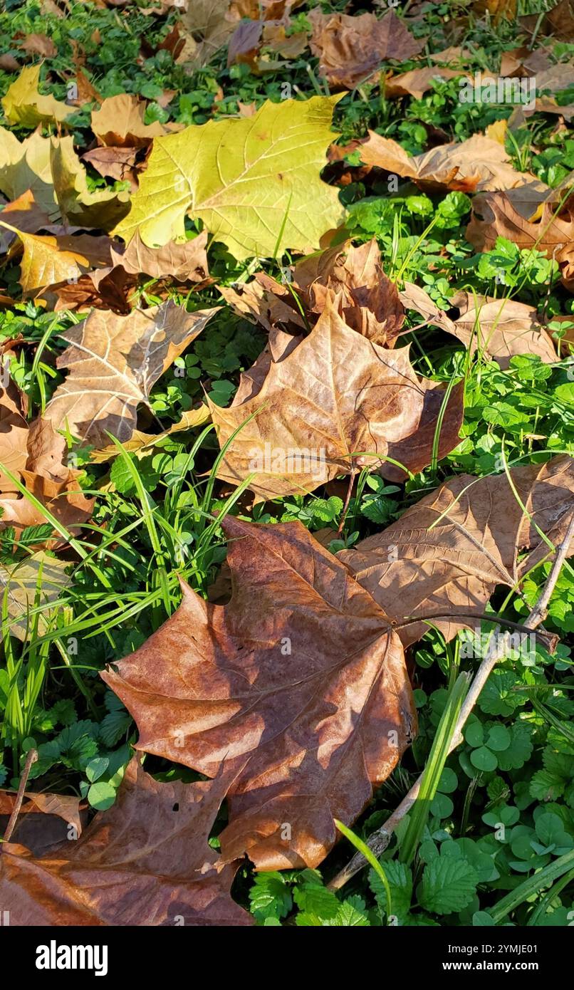 American sycamore (Platanus occidentalis Stock Photo - Alamy