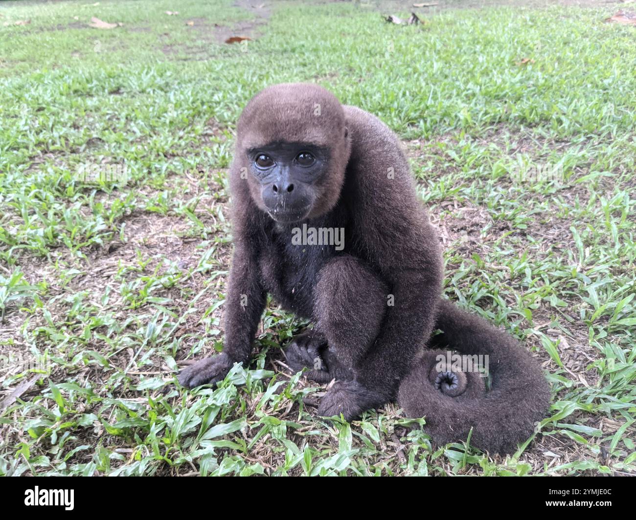 Common Woolly Monkey (Lagothrix lagothricha Stock Photo - Alamy