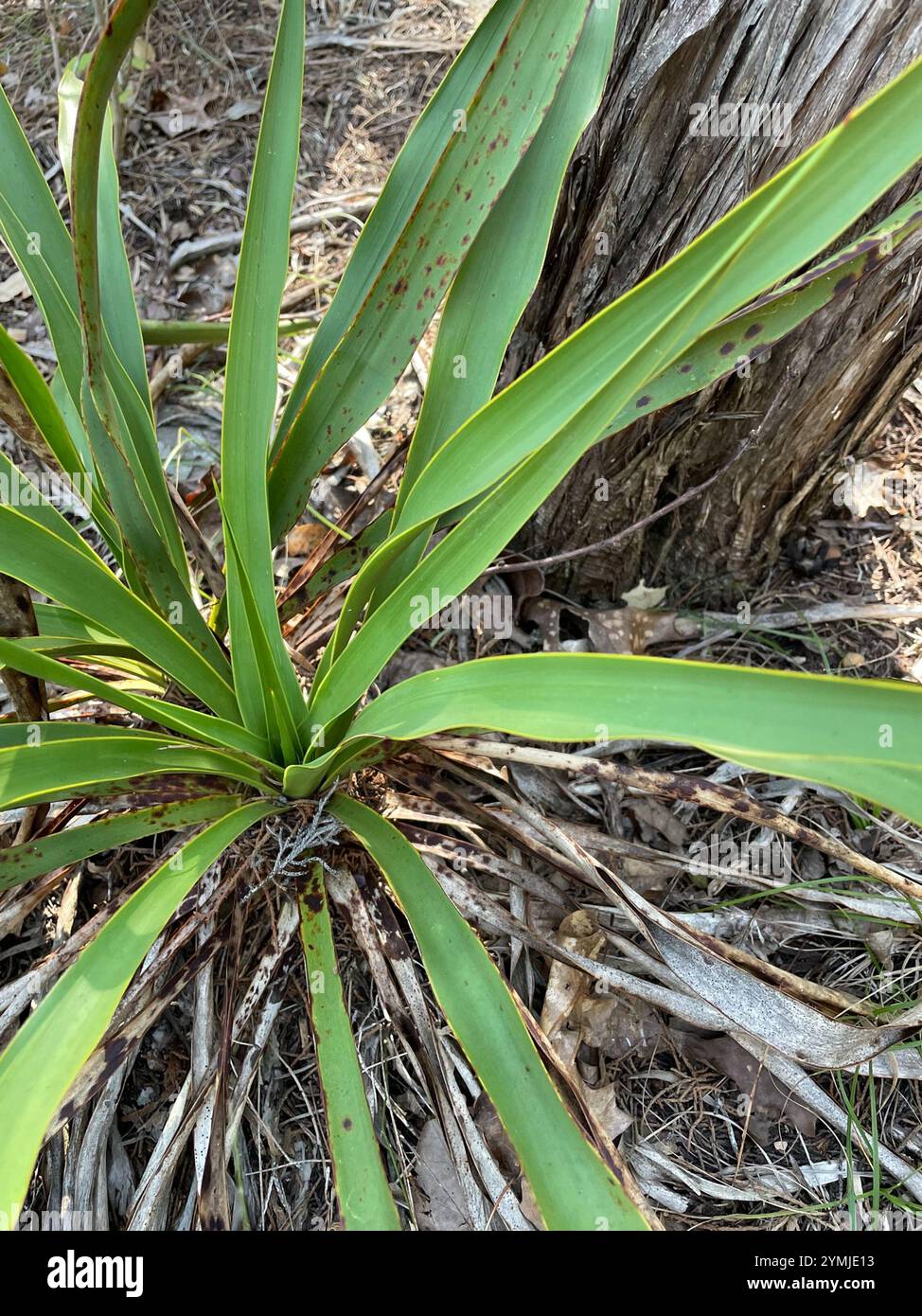 Twisted-leaf Yucca (Yucca rupicola Stock Photo - Alamy
