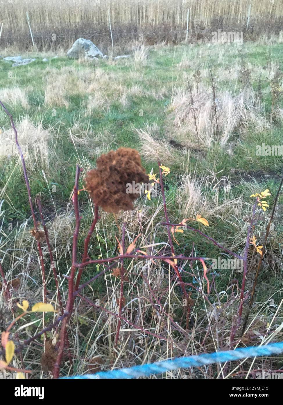 Mossy Rose Gall Wasp (Diplolepis rosae Stock Photo - Alamy