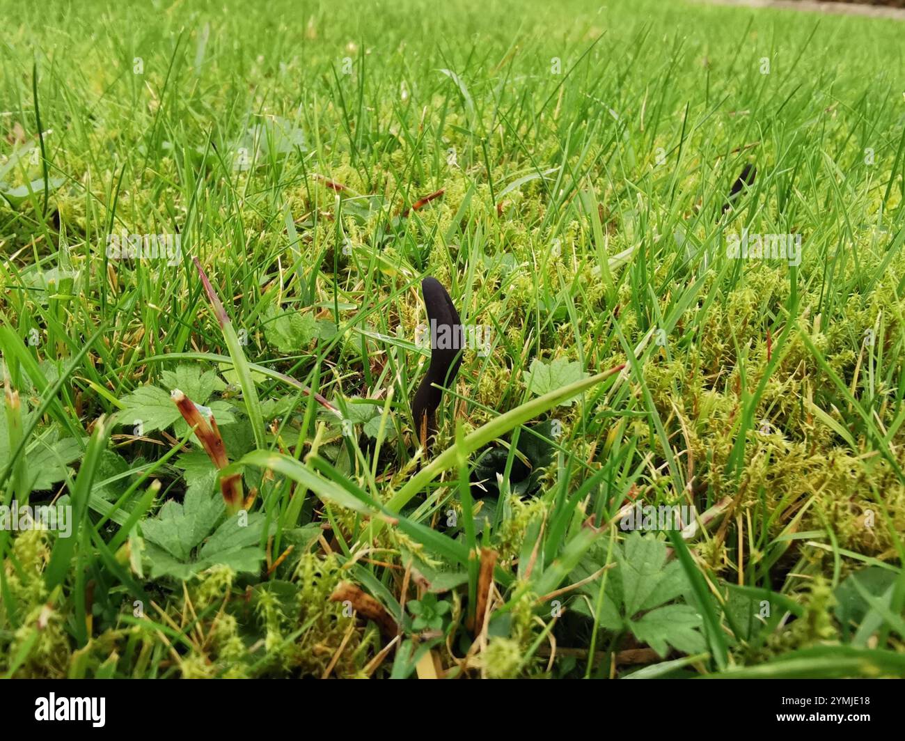 Earth Tongues (Geoglossum Stock Photo - Alamy