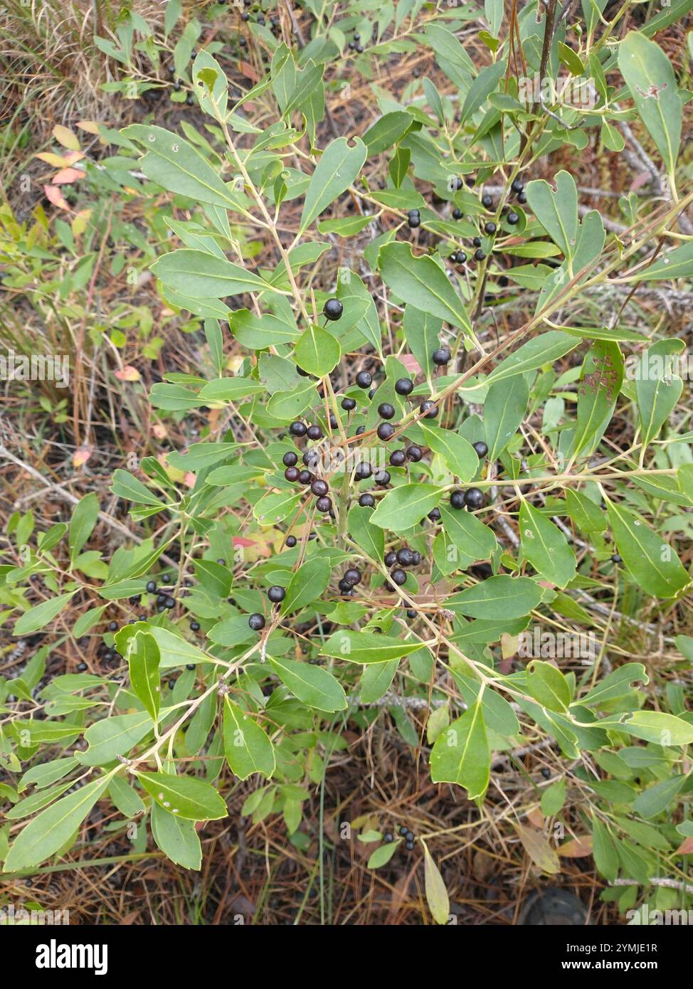 gallberry (Ilex glabra Stock Photo - Alamy