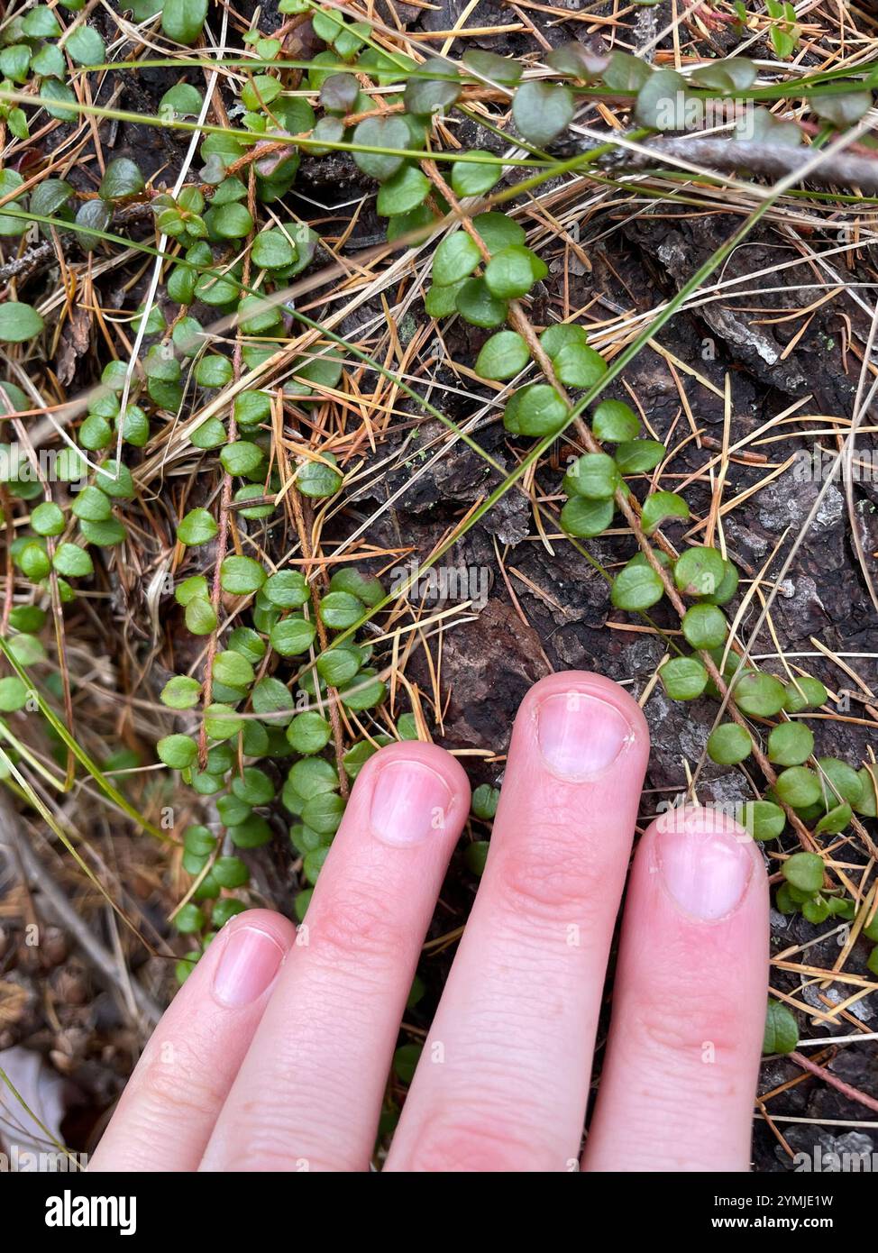 creeping snowberry (Gaultheria hispidula Stock Photo - Alamy