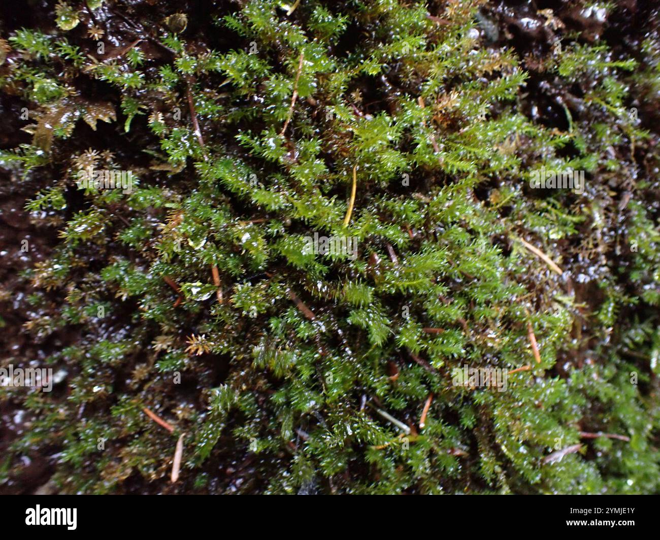 transparent fork-moss (Dichodontium pellucidum Stock Photo - Alamy