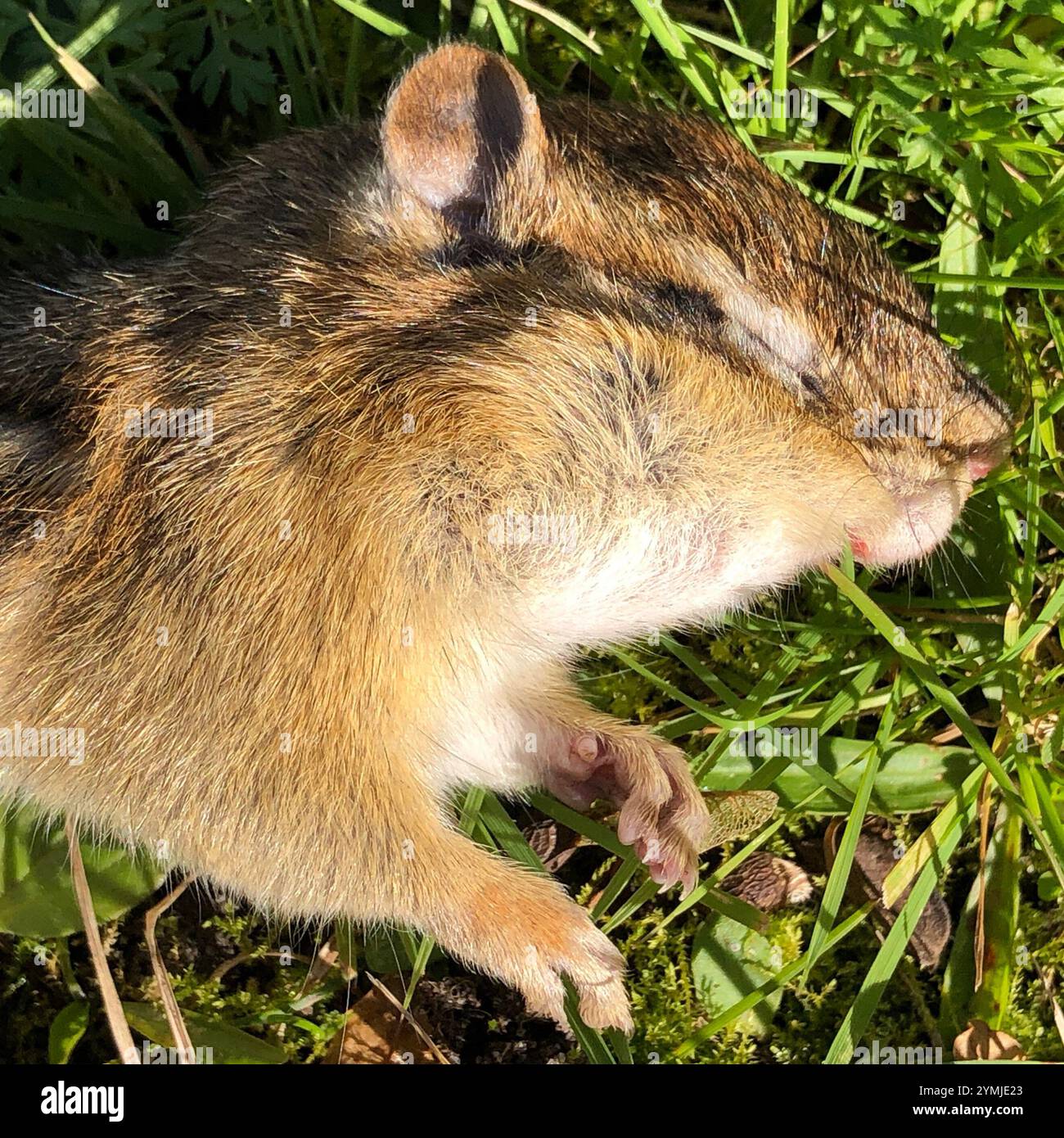 Eastern Chipmunk (Tamias striatus Stock Photo - Alamy