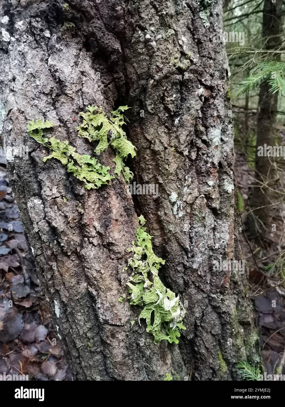 Tree Lungwort (Lobaria pulmonaria Stock Photo - Alamy