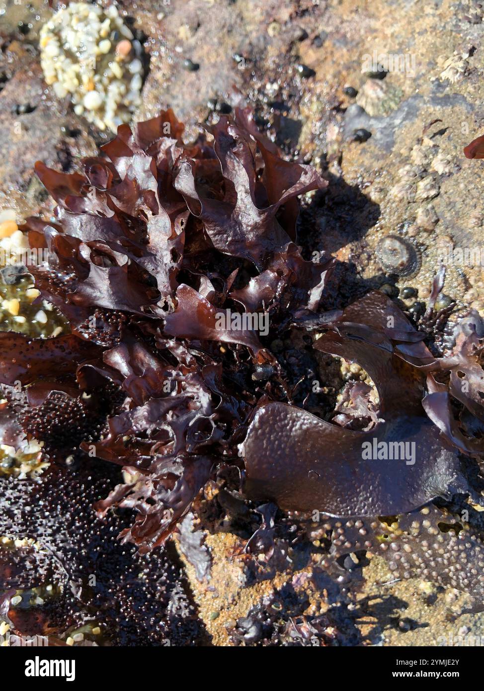 red algae (Rhodophyta Stock Photo - Alamy